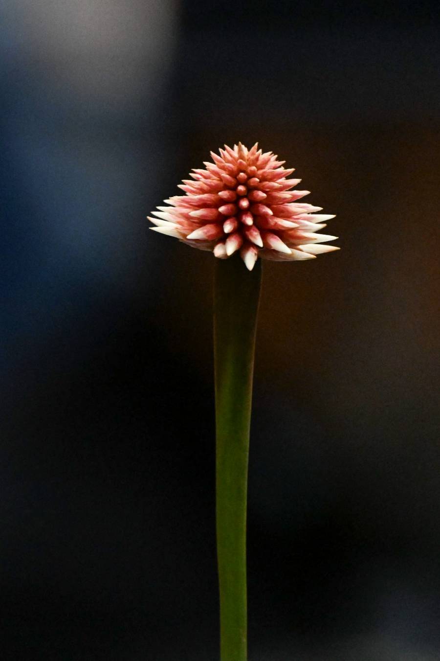 La flor de Inírida, símbolo de la COP16, una maravilla natural ...